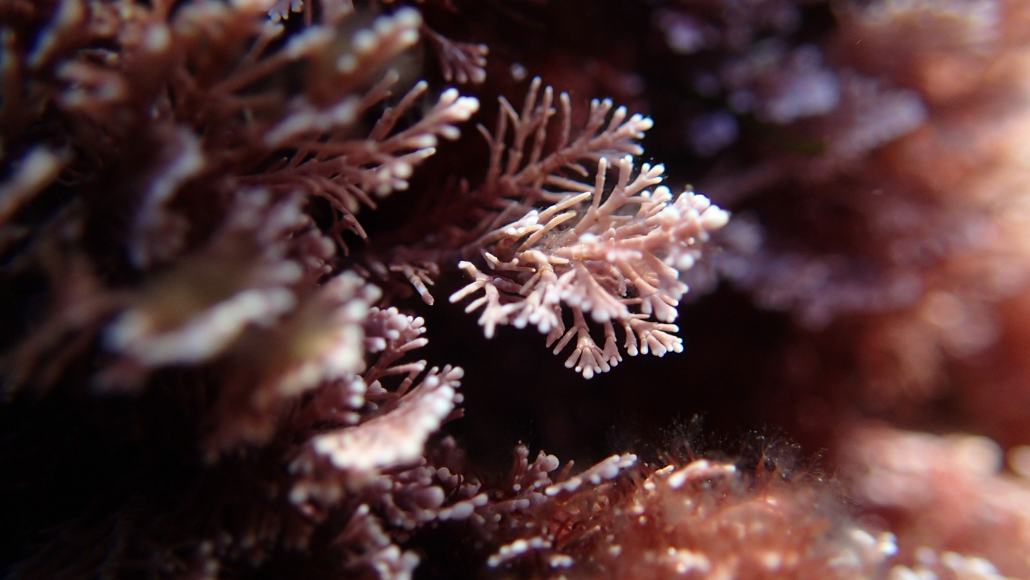 L'Algue Rouge Chondrus Crispus : Hydratation, réparation et anti-oxyda ...